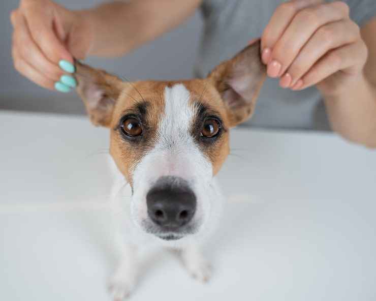Clean Dog's Ears Safely and Effectively: Essential Tips for Pet Owners ...